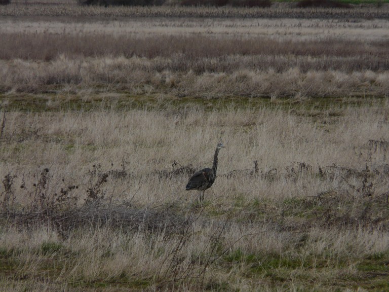 Bird Diversity in Samish Flats – Nick Engelfried